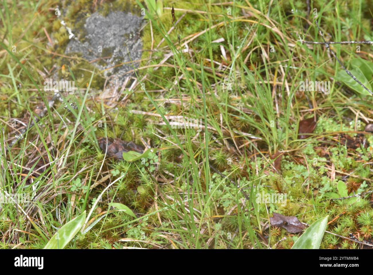 Long-stolon Sedge (Carex inops Stock Photo - Alamy
