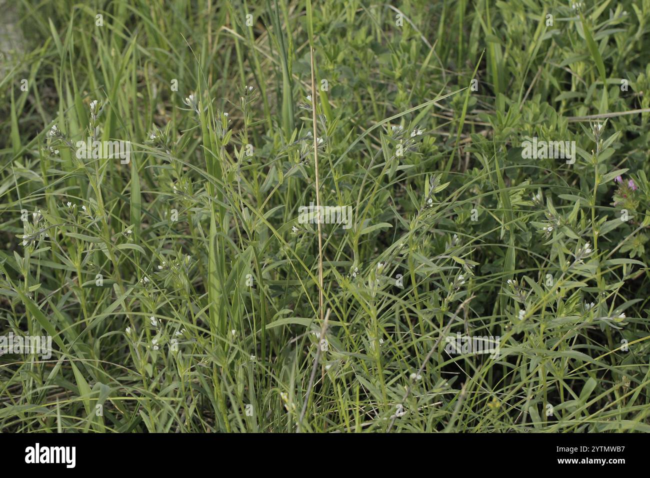 corn gromwell (Buglossoides arvensis Stock Photo - Alamy