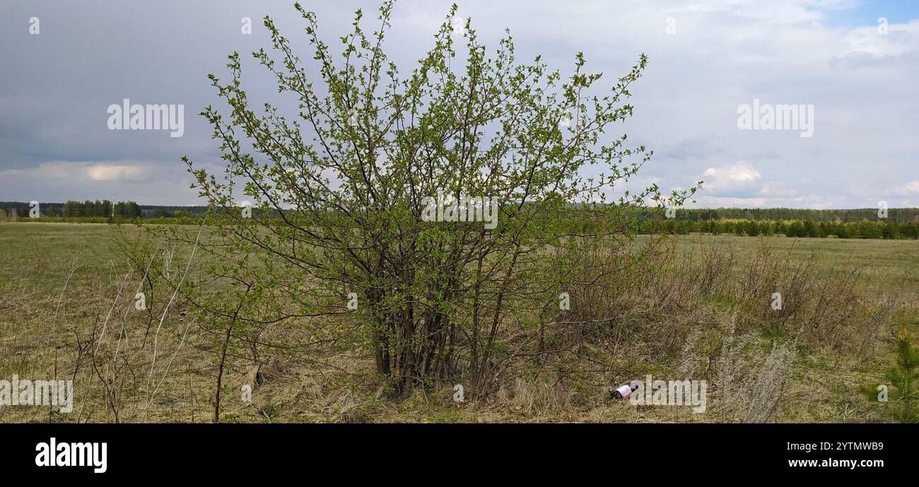 Siberian crabapple (Malus baccata Stock Photo - Alamy