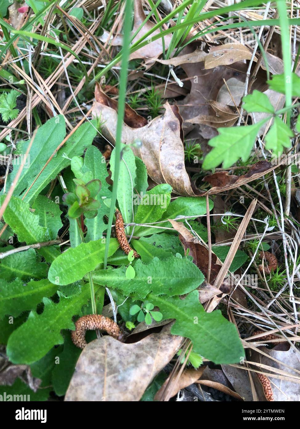 Common Cat's-ear (Hypochaeris radicata Stock Photo - Alamy