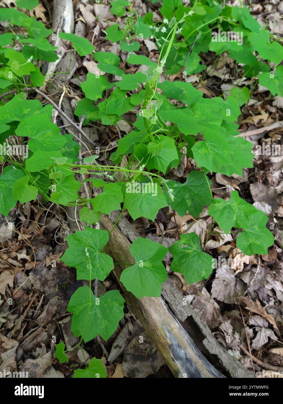 moonseed (Menispermum canadense Stock Photo - Alamy