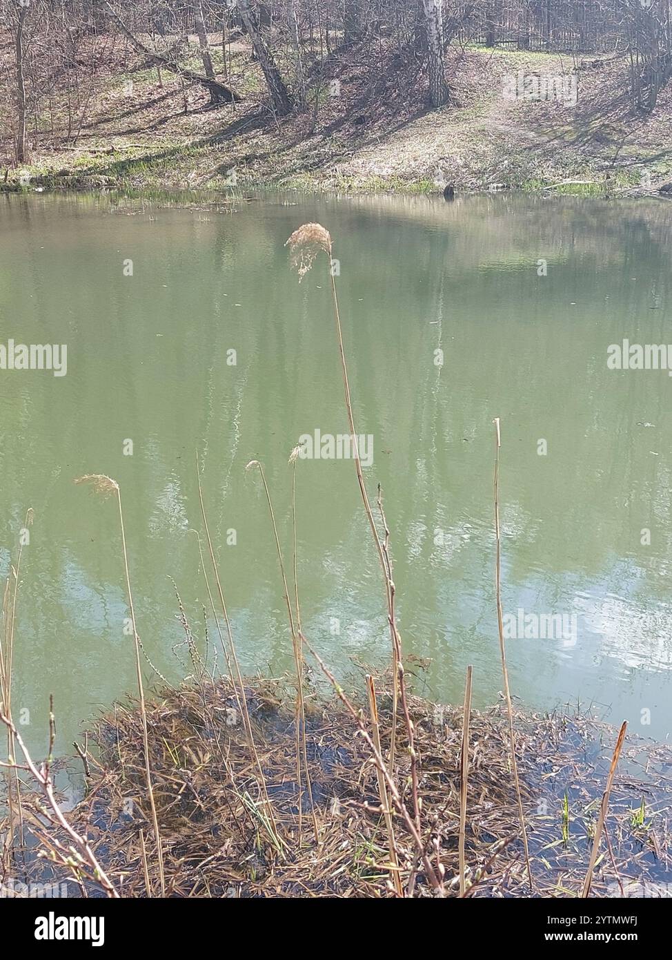 common reed (Phragmites australis Stock Photo - Alamy
