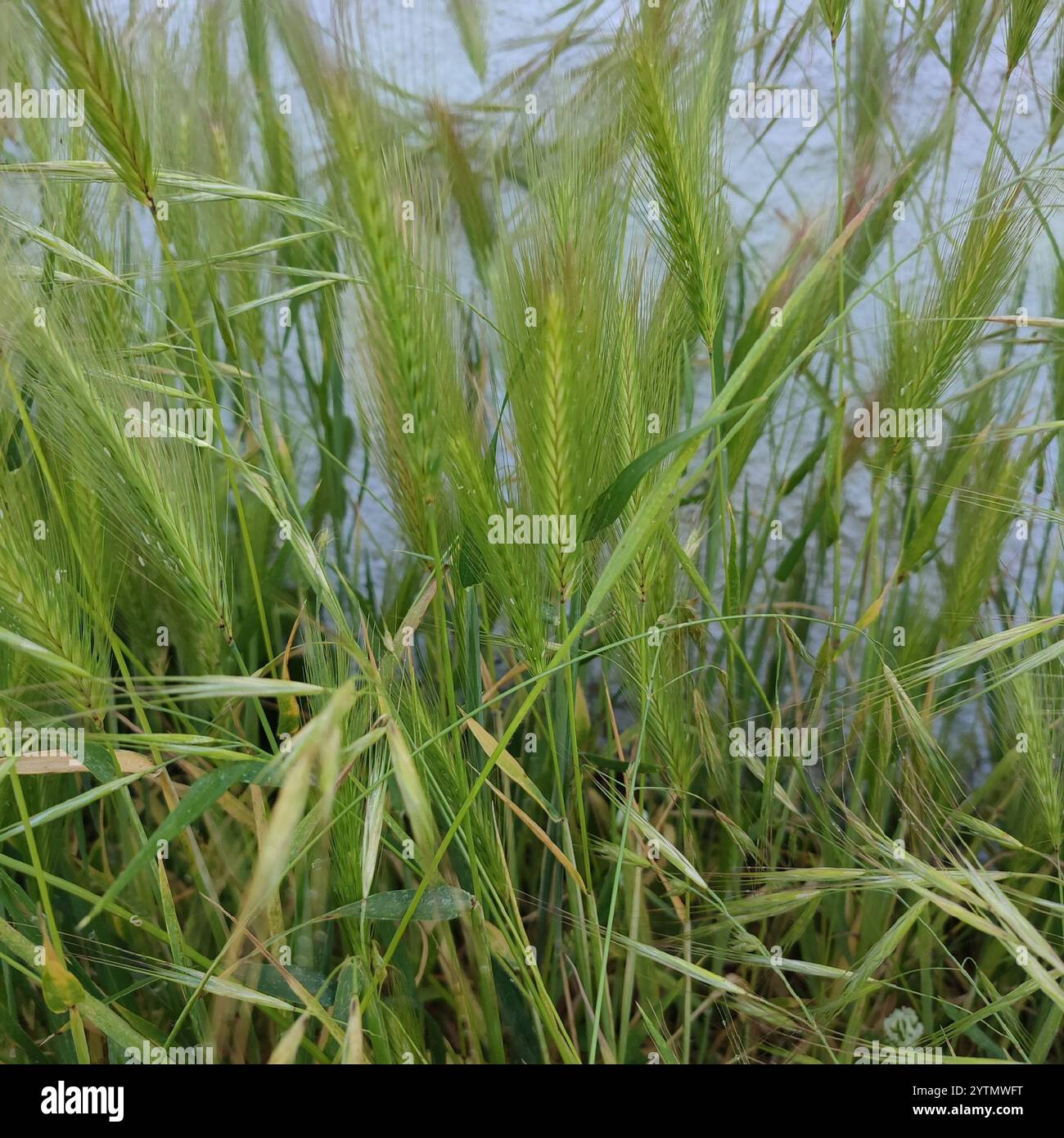wall barley (Hordeum murinum Stock Photo - Alamy