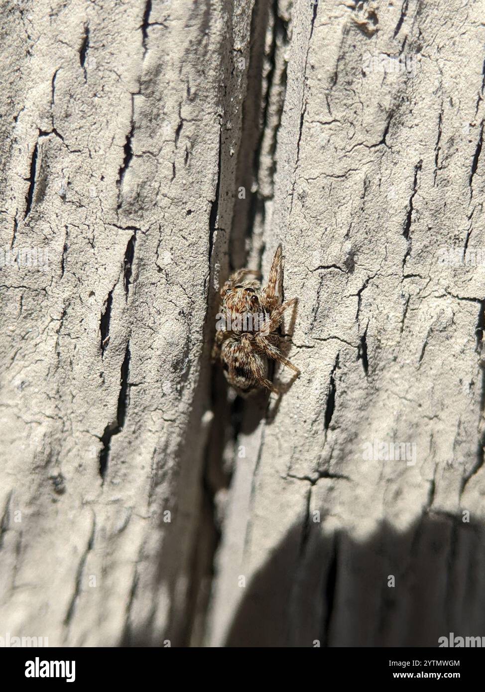 Attulus hi-res stock photography and images - Alamy