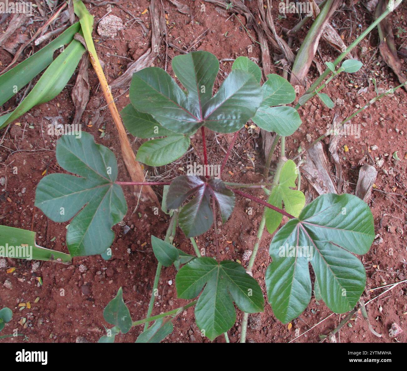 Bellyache bush hi-res stock photography and images - Alamy