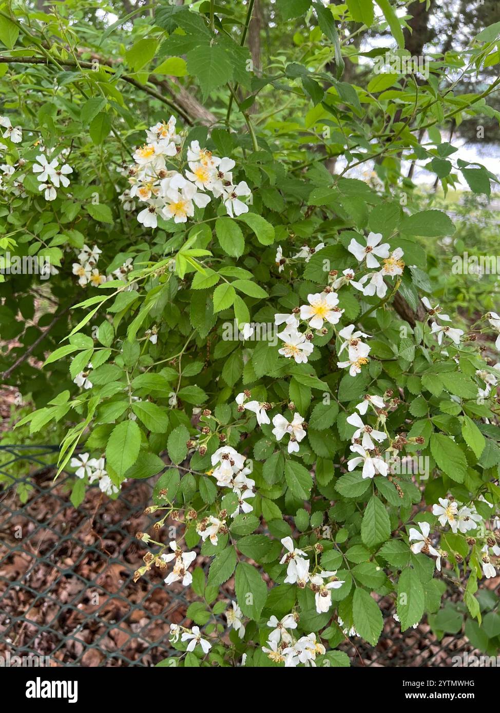 multiflora rose (Rosa multiflora Stock Photo - Alamy