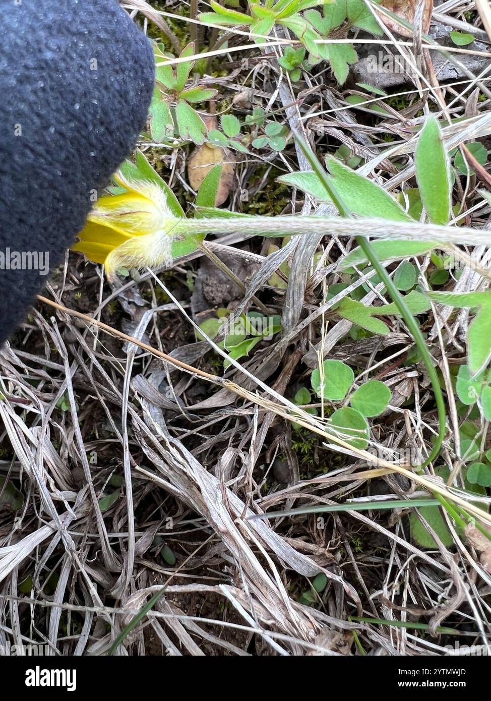 Early Buttercup (Ranunculus fascicularis Stock Photo - Alamy