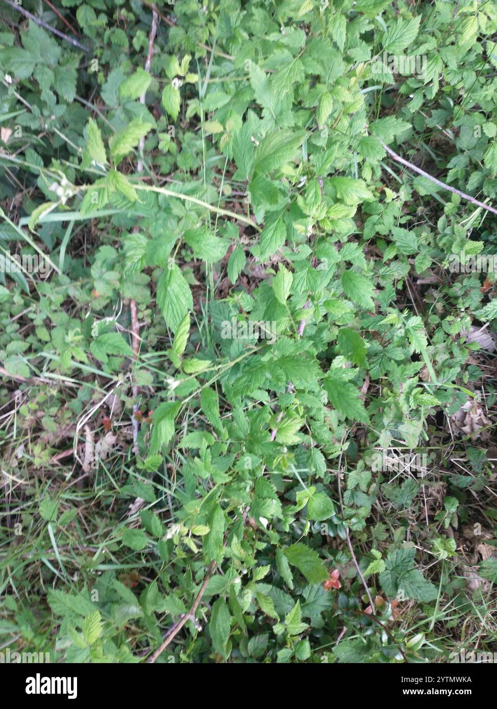 whitebark raspberry (Rubus leucodermis Stock Photo - Alamy