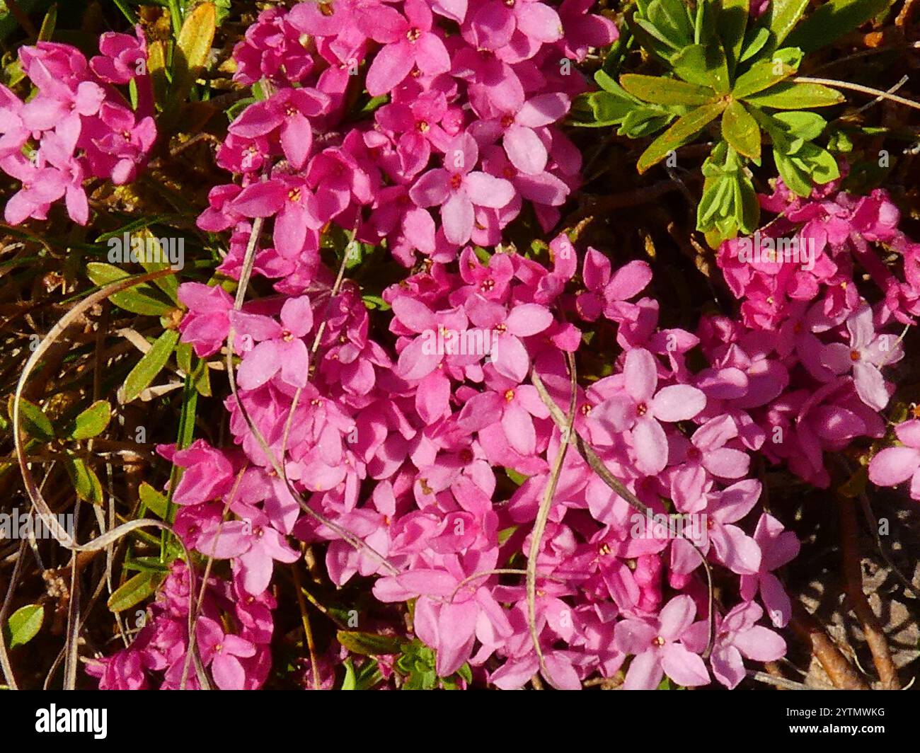 Rose Daphne (Daphne cneorum Stock Photo - Alamy