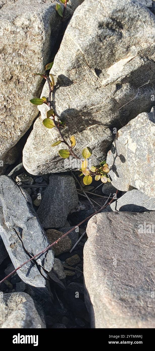 Creeping Wire Vine (Muehlenbeckia axillaris Stock Photo - Alamy