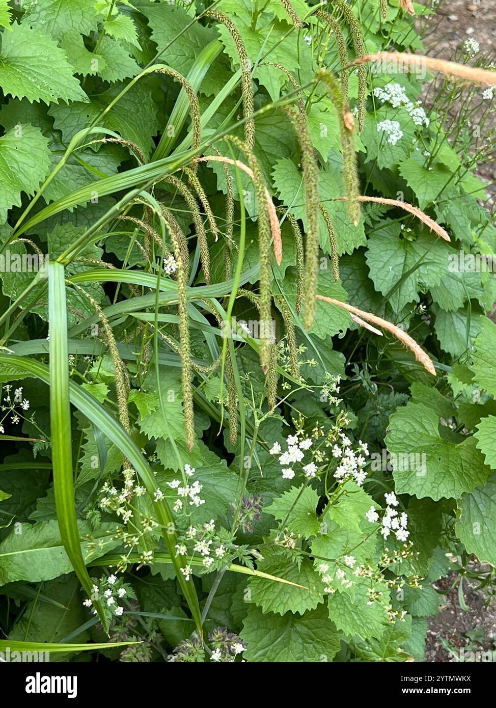 Hanging sedge (Carex pendula Stock Photo - Alamy
