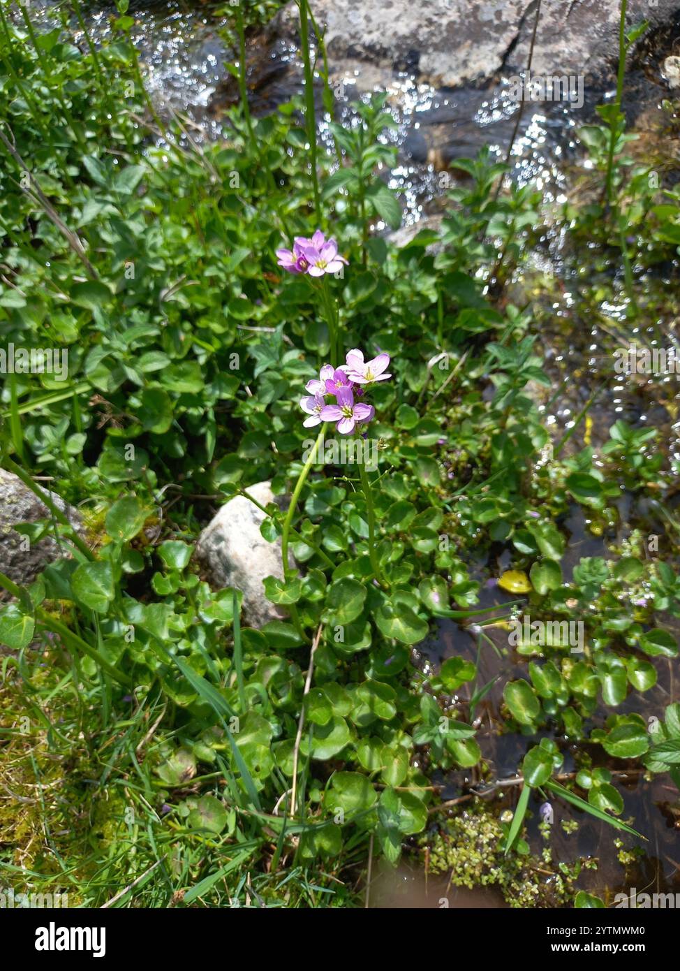 Greater Cuckooflower (Cardamine raphanifolia Stock Photo - Alamy