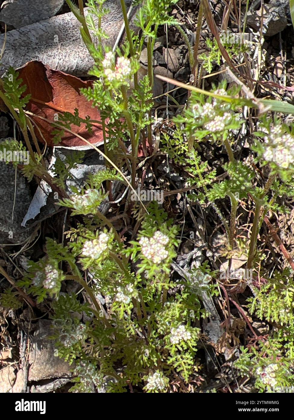 American wild carrot (Daucus pusillus Stock Photo - Alamy
