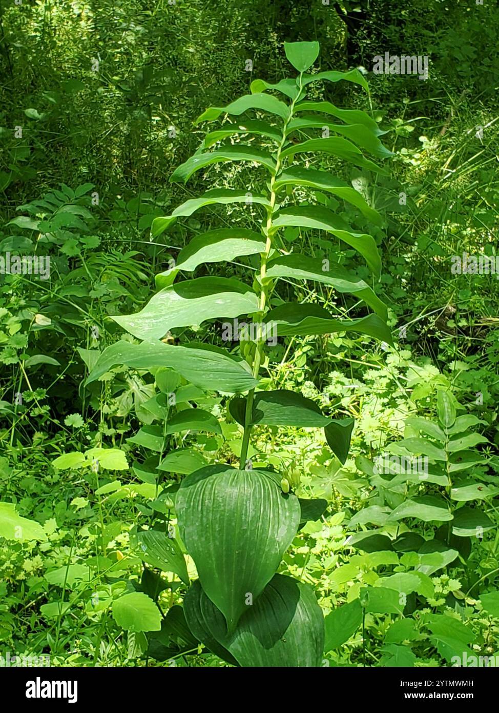giant Solomon's seal (Polygonatum biflorum commutatum Stock Photo - Alamy