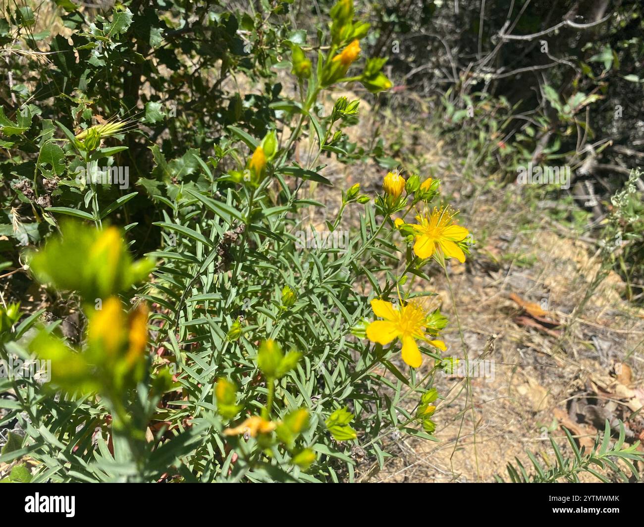 Goldwire hi-res stock photography and images - Alamy