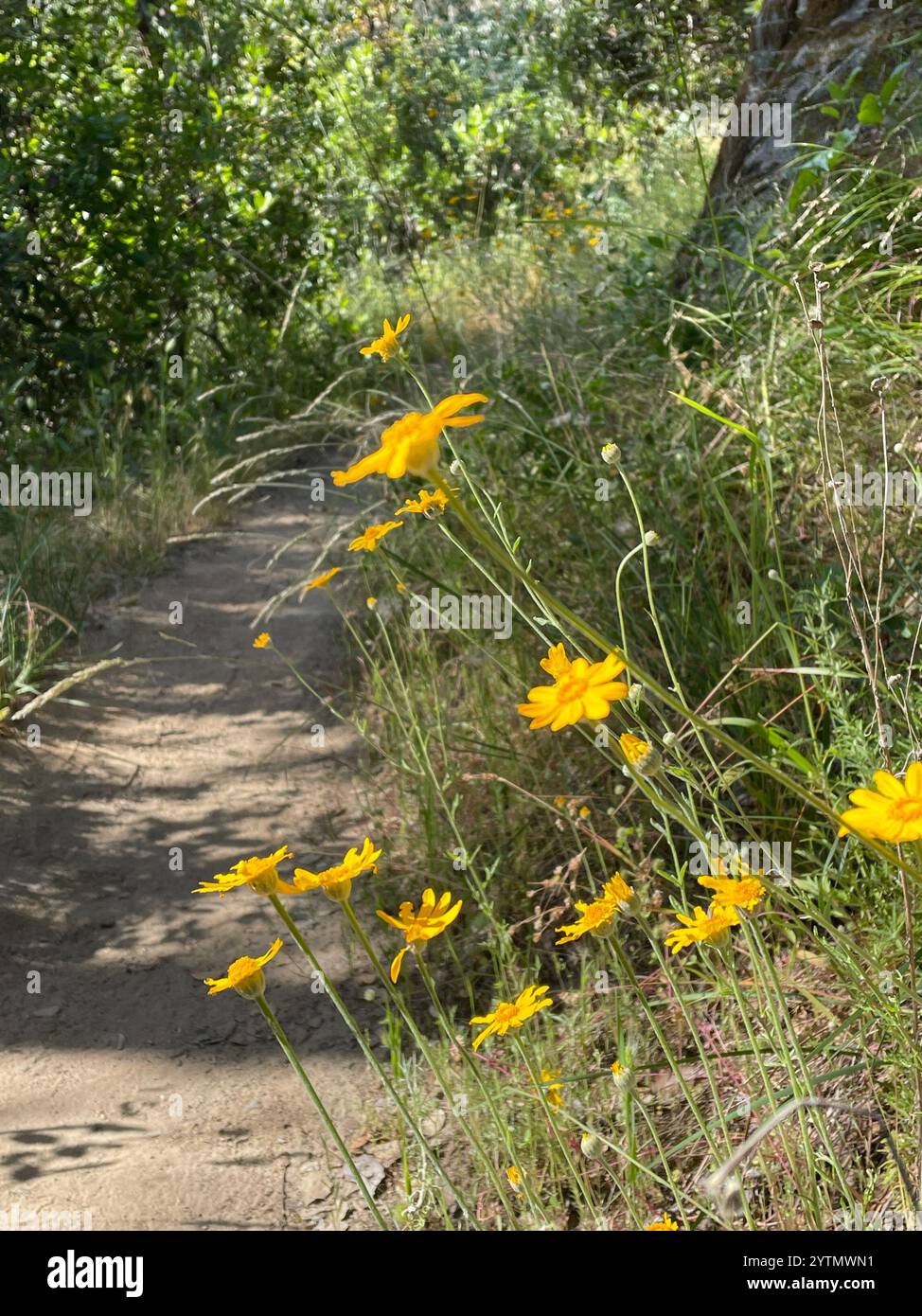 common woolly sunflower (Eriophyllum lanatum Stock Photo - Alamy