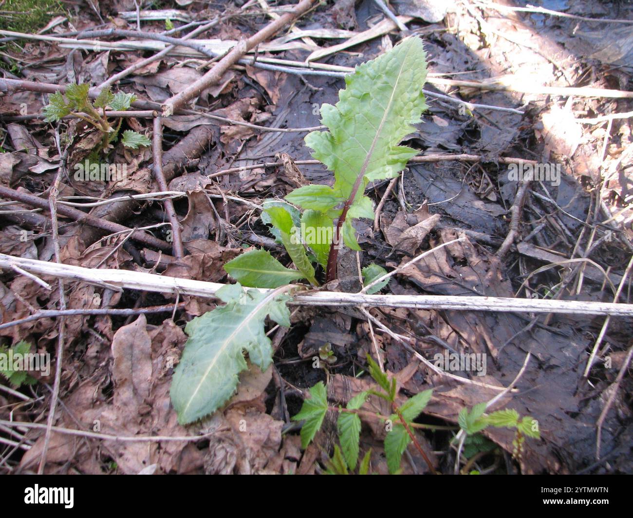 Cabbage Thistle (Cirsium oleraceum Stock Photo - Alamy