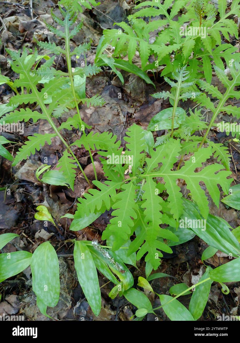 vascular plants (Tracheophyta Stock Photo - Alamy
