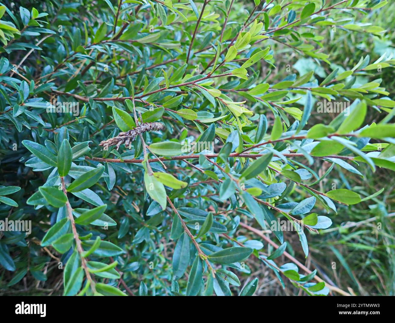 African Boxwood (Myrsine africana Stock Photo - Alamy