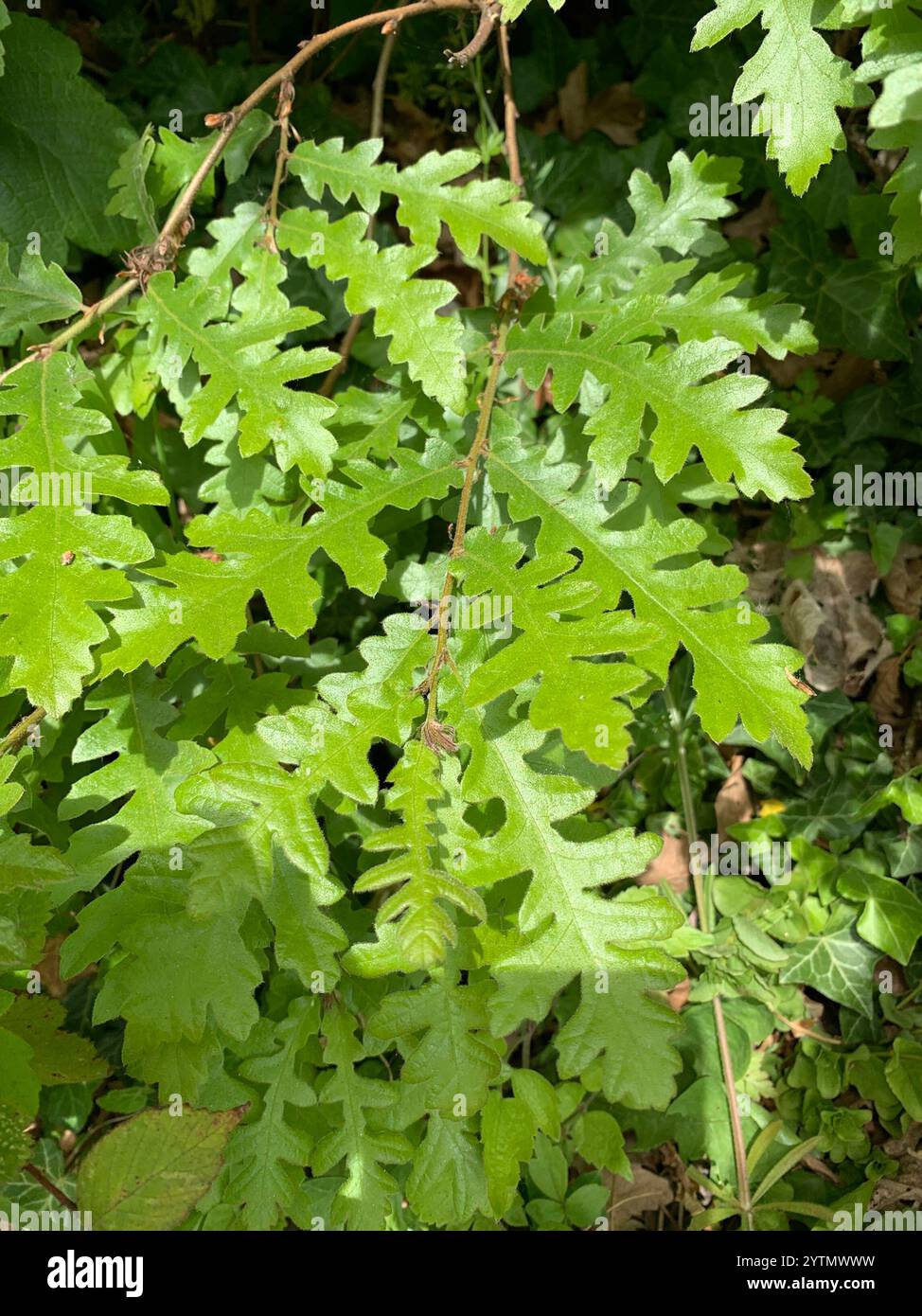 Turkey Oak (Quercus cerris Stock Photo - Alamy
