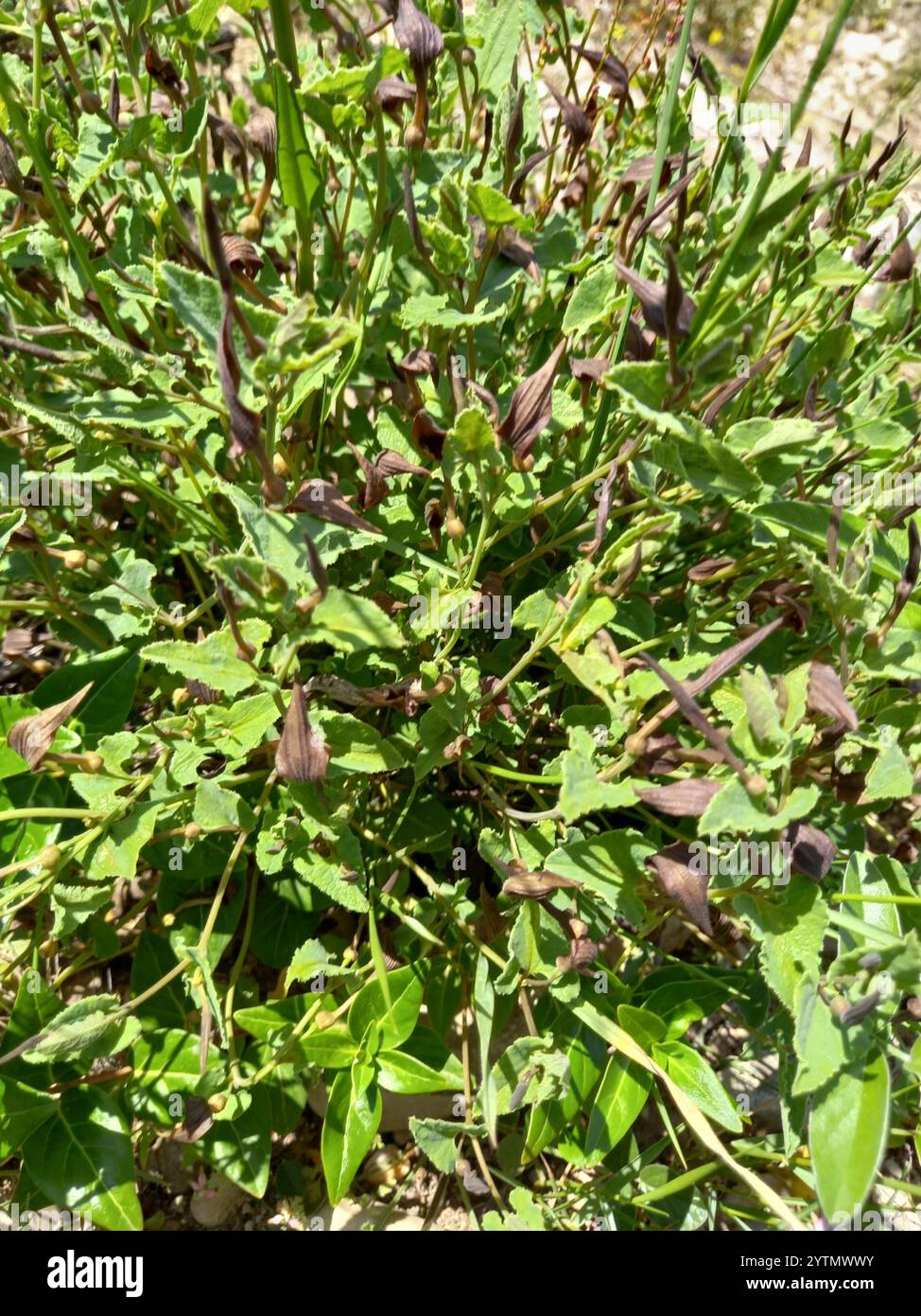 Spanish Birthwort (Aristolochia pistolochia Stock Photo - Alamy