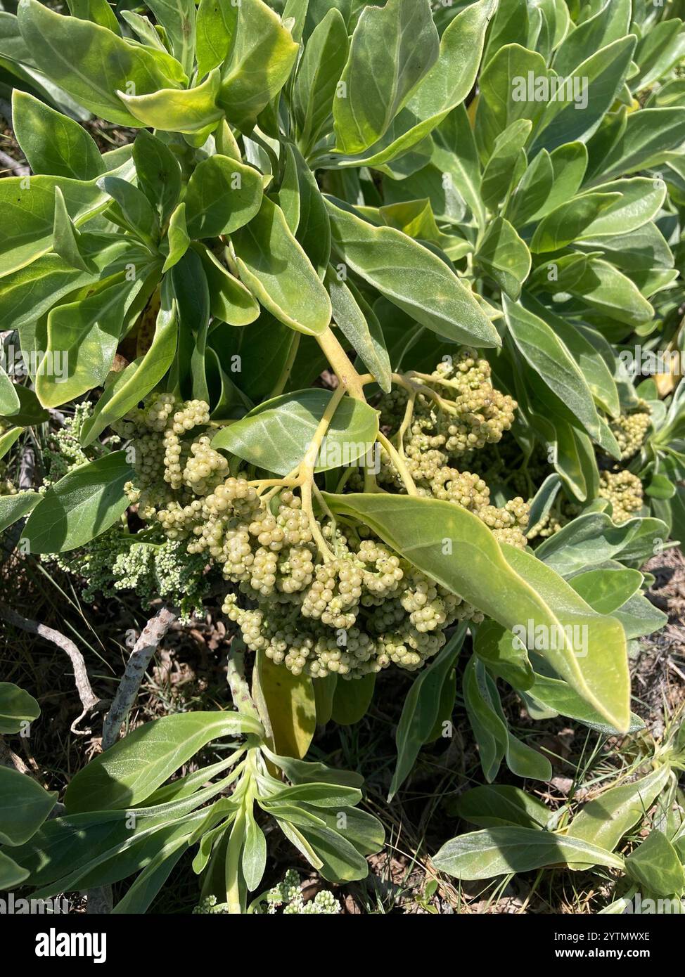 Heliotropium arboreum hi-res stock photography and images - Alamy