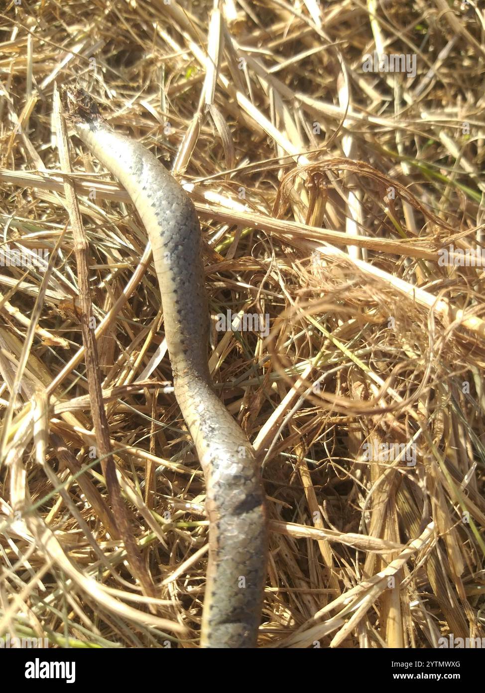Common Slug-eater (Duberria lutrix Stock Photo - Alamy