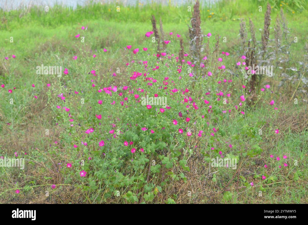 tall poppymallow (Callirhoe leiocarpa Stock Photo - Alamy