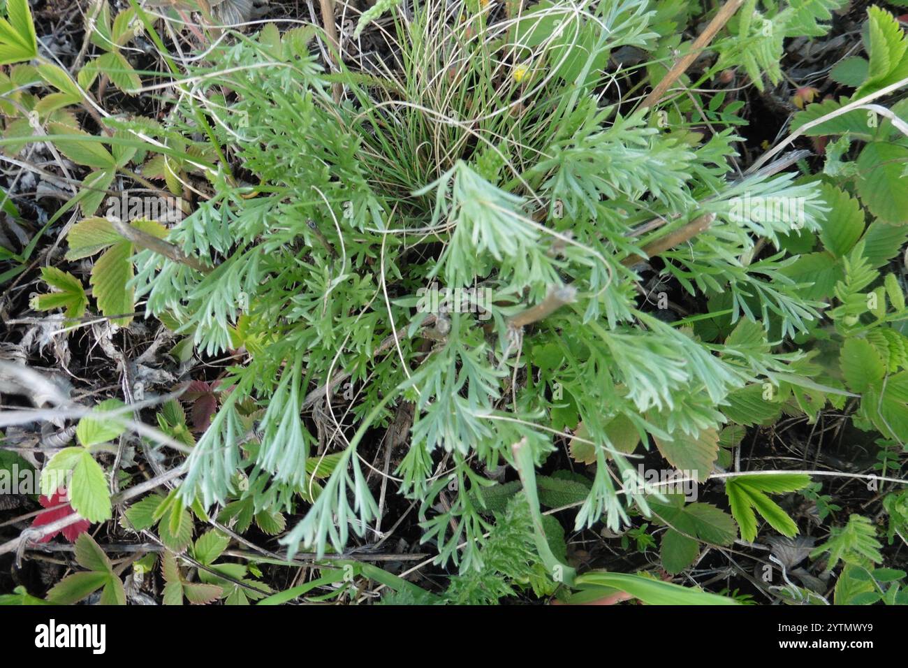 Field Sagewort (Artemisia campestris Stock Photo - Alamy