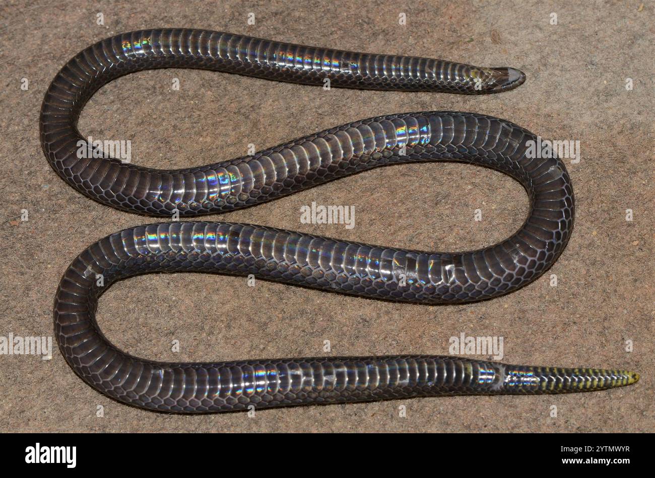 Eastern Purple-glossed Snake (Amblyodipsas microphthalma Stock Photo ...