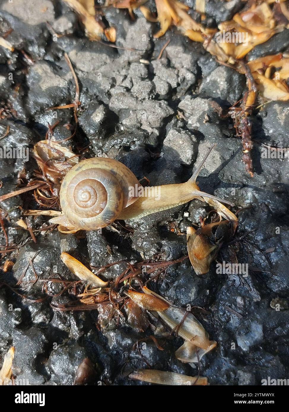 Bush snail (Fruticicola fruticum Stock Photo - Alamy