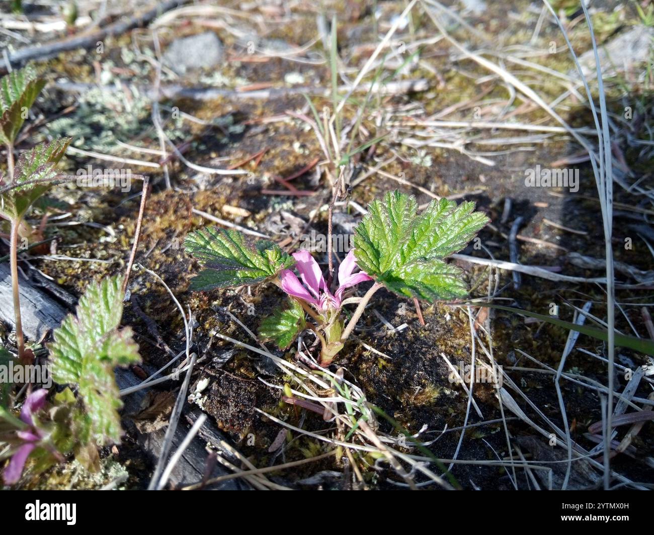 Arctic raspberry (Rubus arcticus Stock Photo - Alamy
