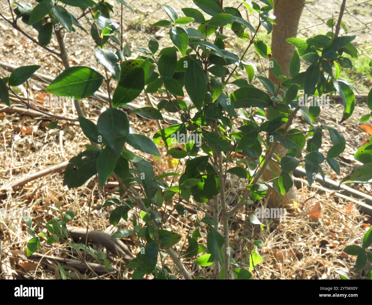 tree privet (Ligustrum lucidum Stock Photo - Alamy
