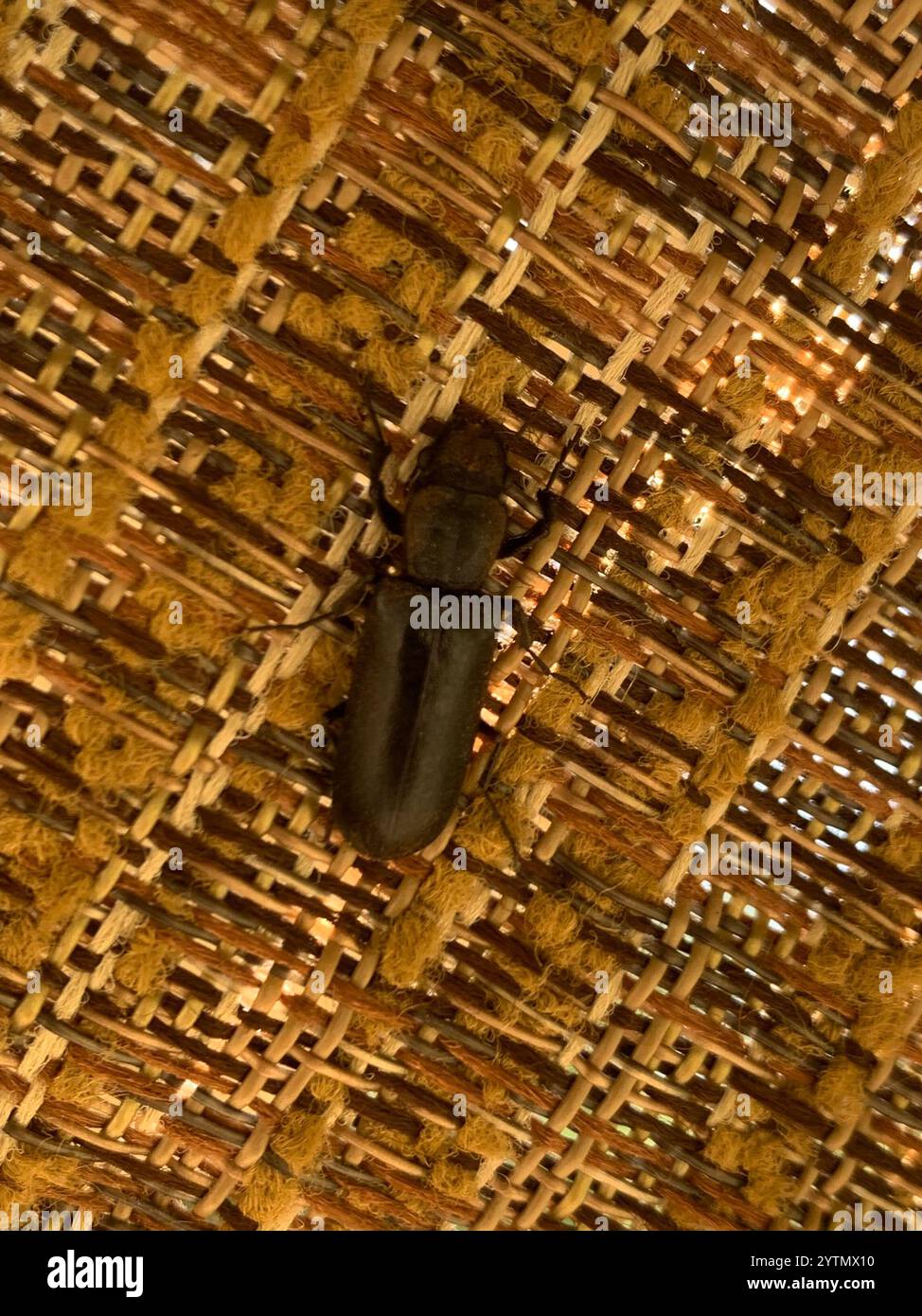Stout's Hardwood Borer (Polycaon stoutii Stock Photo - Alamy