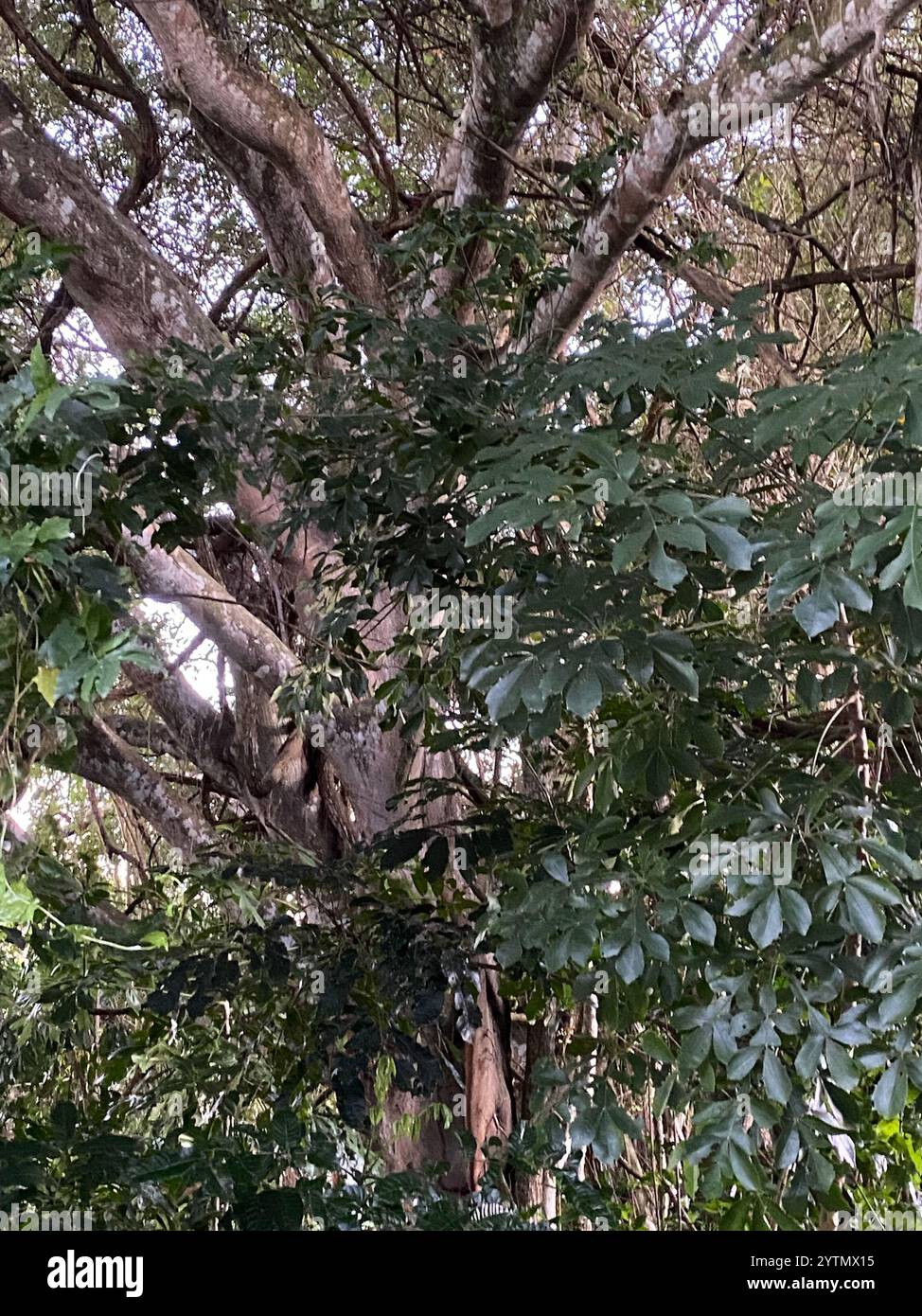 Natal forest cabbage tree (Cussonia sphaerocephala Stock Photo - Alamy