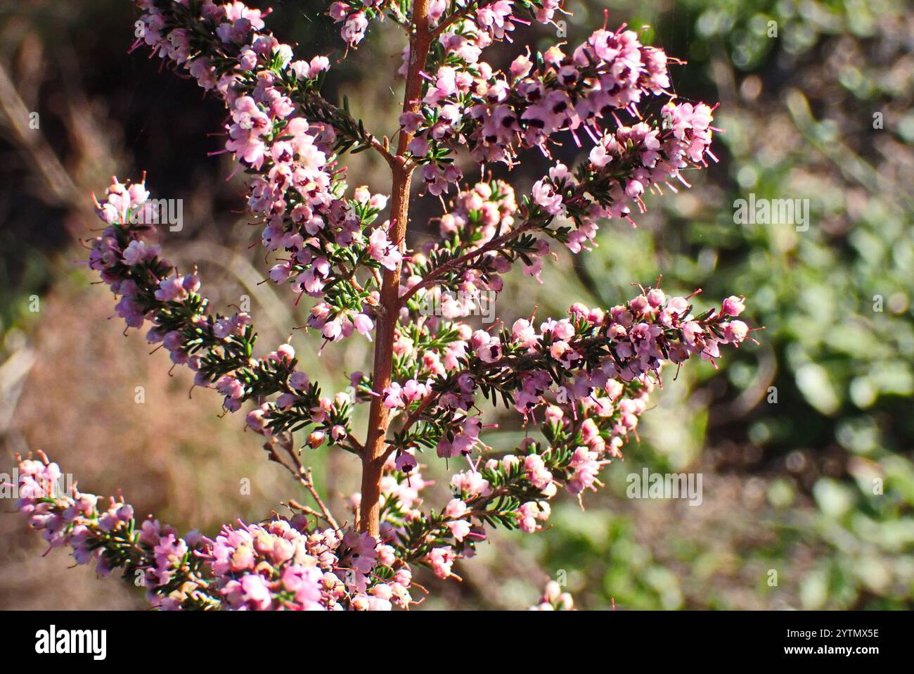 Spartan Heath (Erica sparsa Stock Photo - Alamy