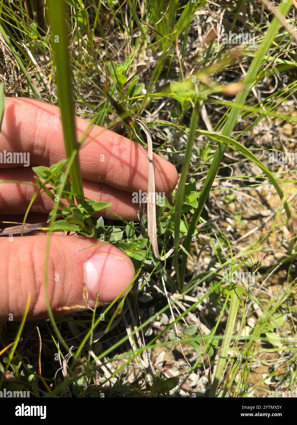 Smallfruit Primrose-Willow (Ludwigia microcarpa Stock Photo - Alamy