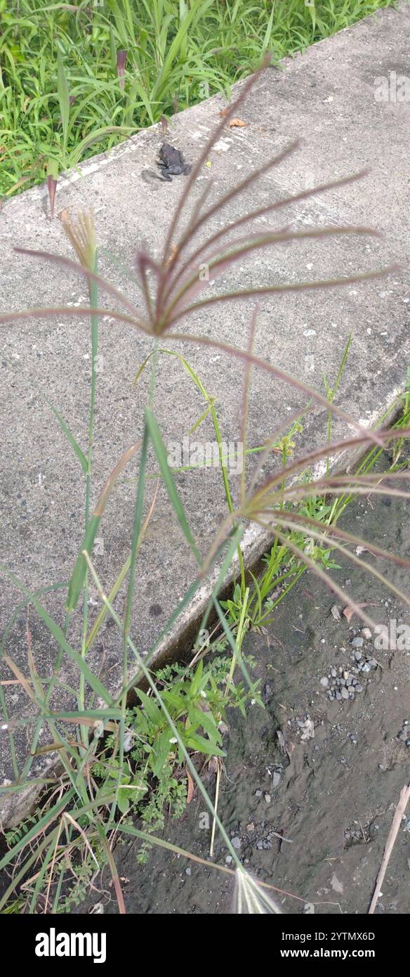 Finger Grass (Chloris barbata Stock Photo - Alamy