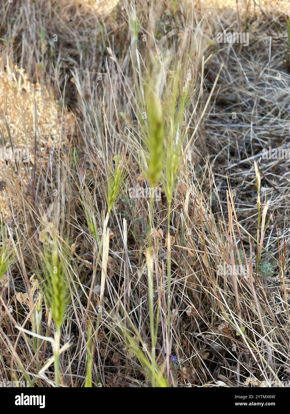 Caput medusa hi-res stock photography and images - Alamy