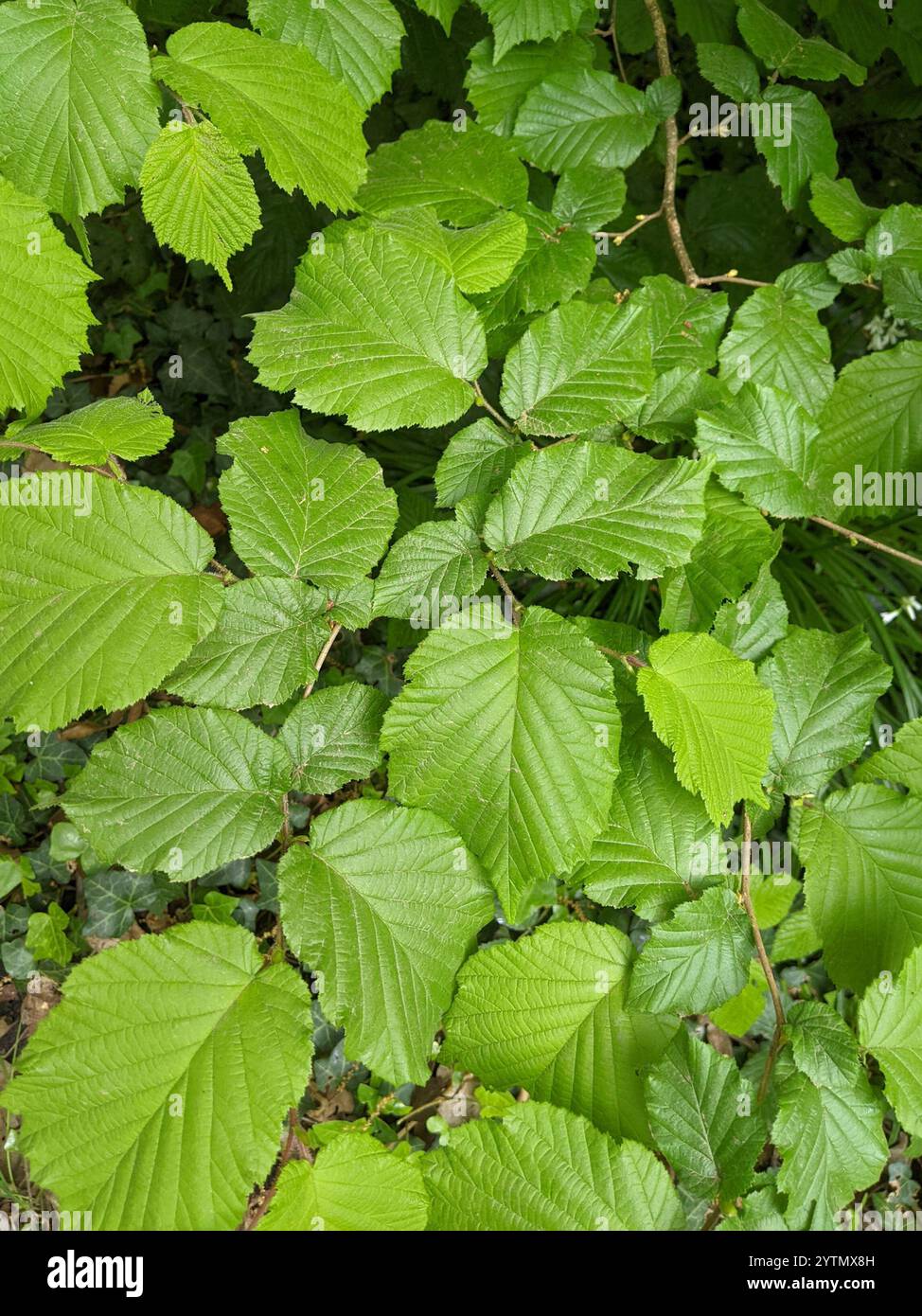 common hazel (Corylus avellana Stock Photo - Alamy