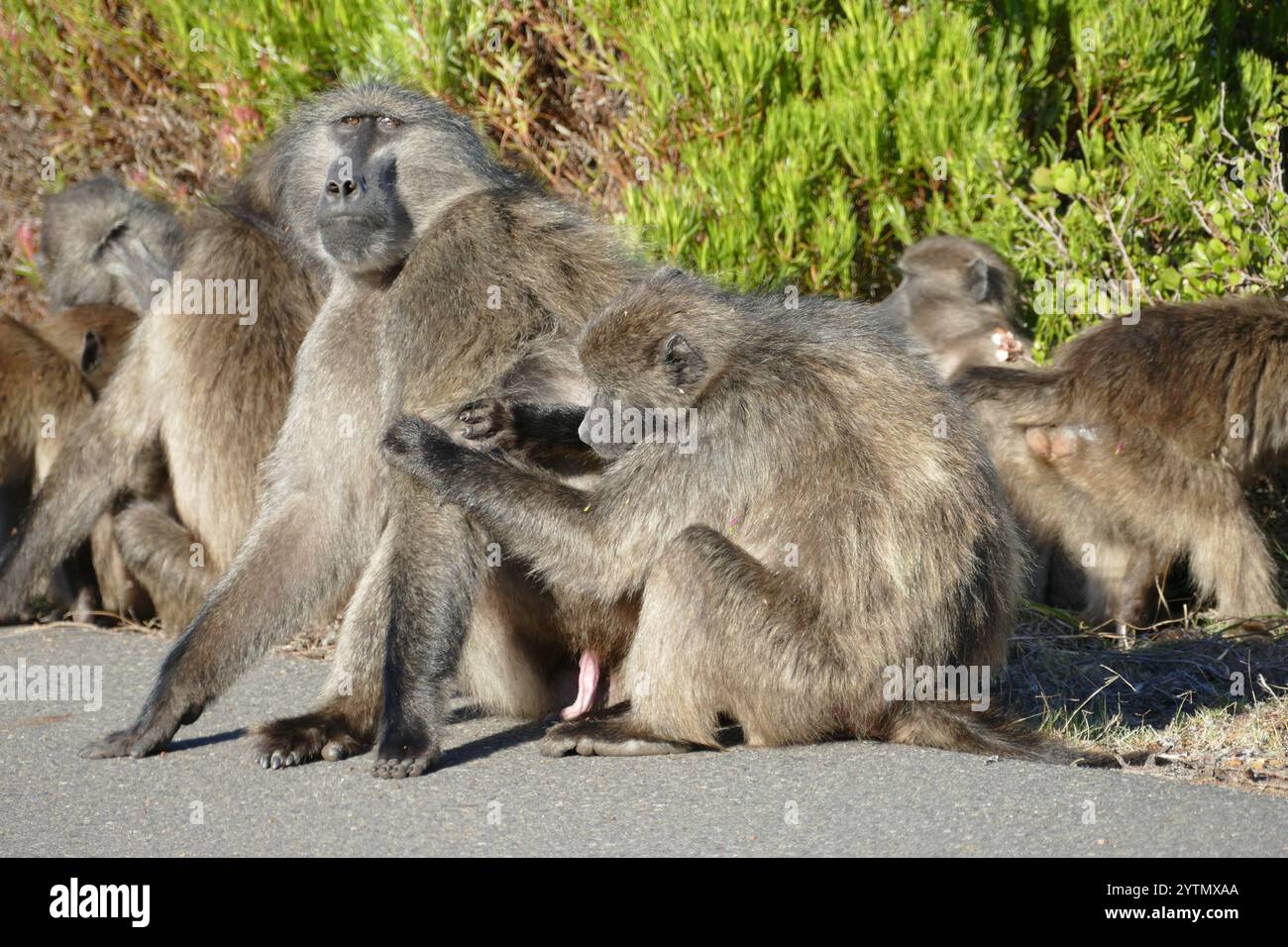 Cape Chacma Baboon (Papio ursinus ursinus Stock Photo - Alamy