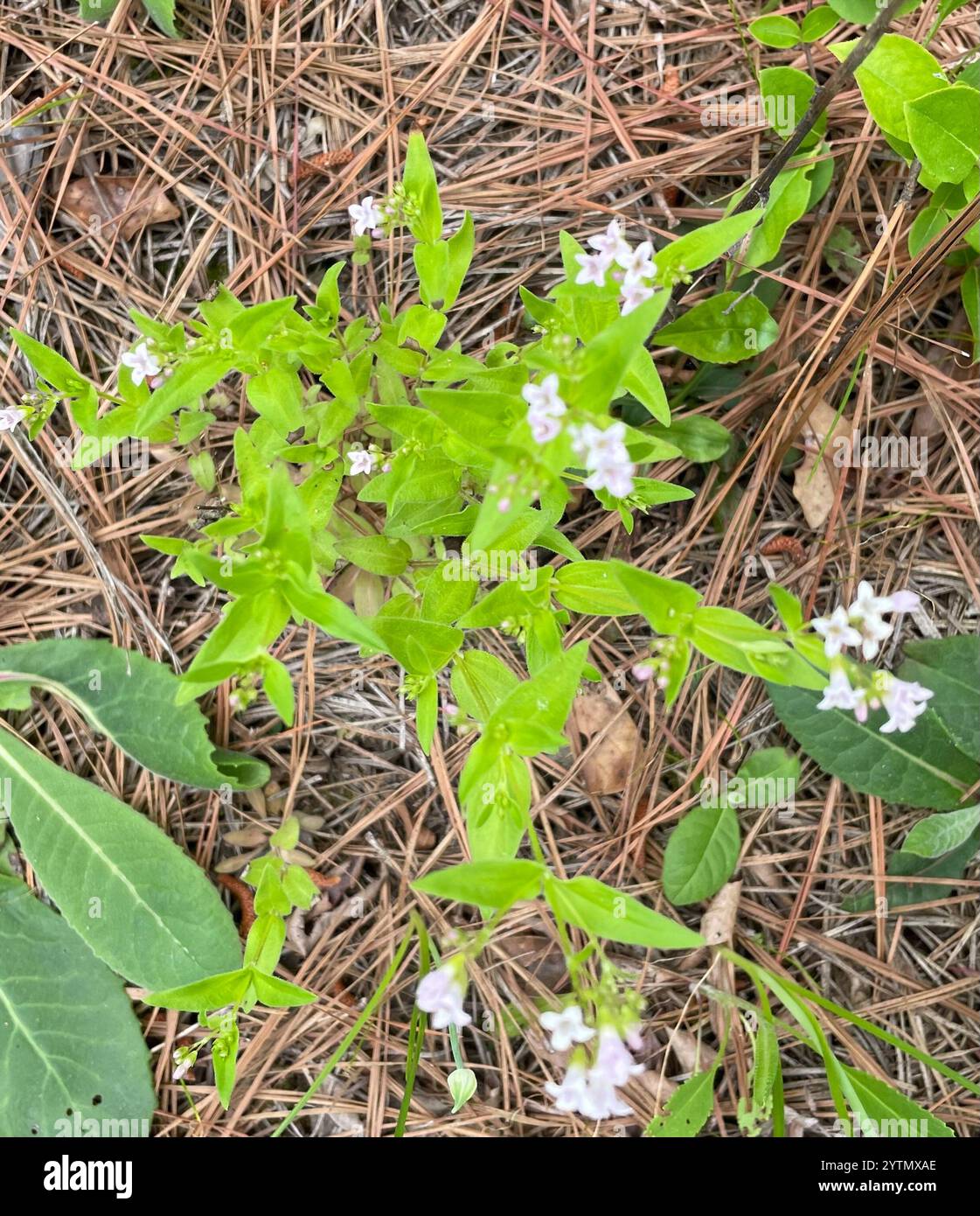 summer bluet (Houstonia purpurea Stock Photo - Alamy