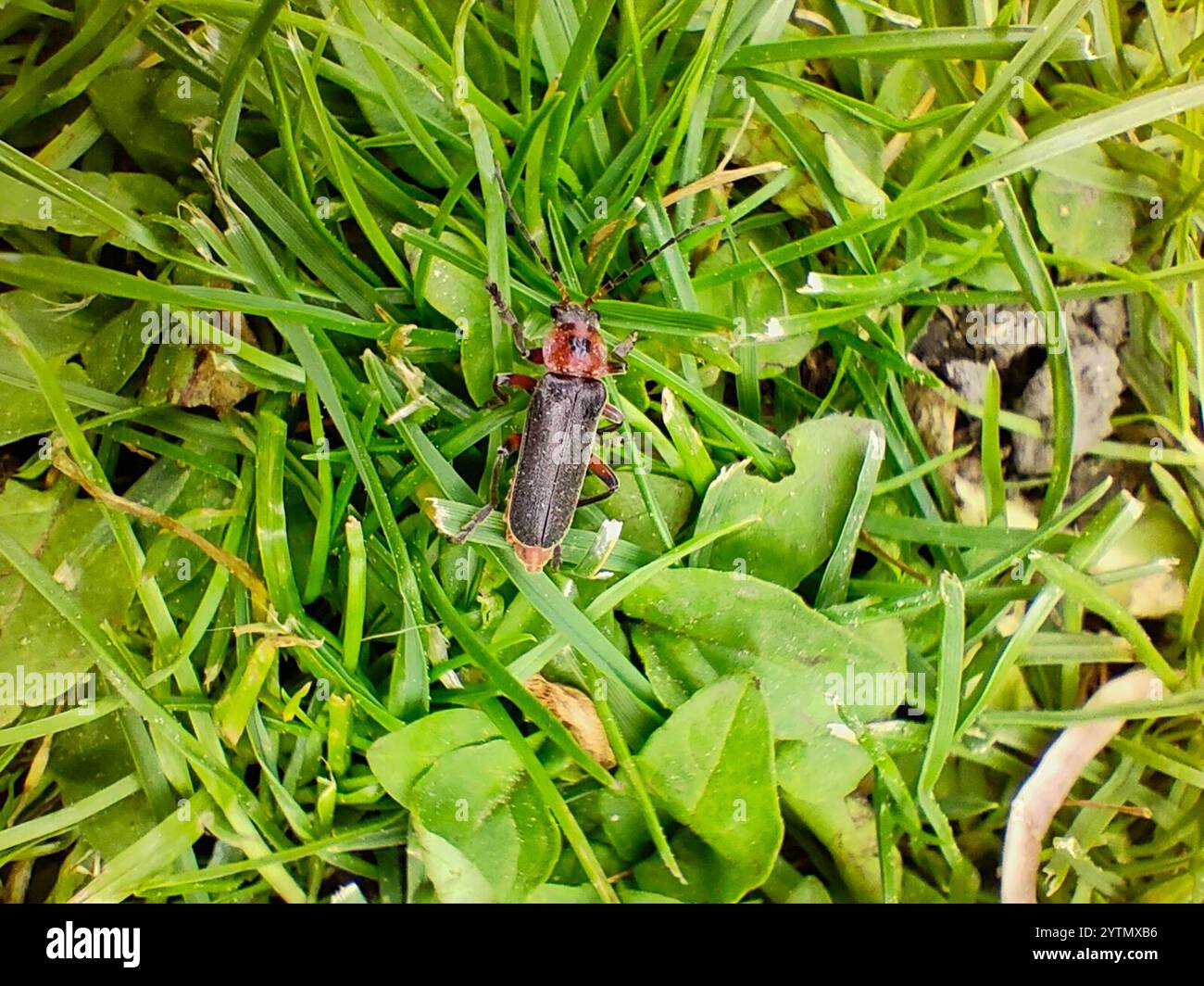 Rustic Sailor Beetle (Cantharis rustica Stock Photo - Alamy