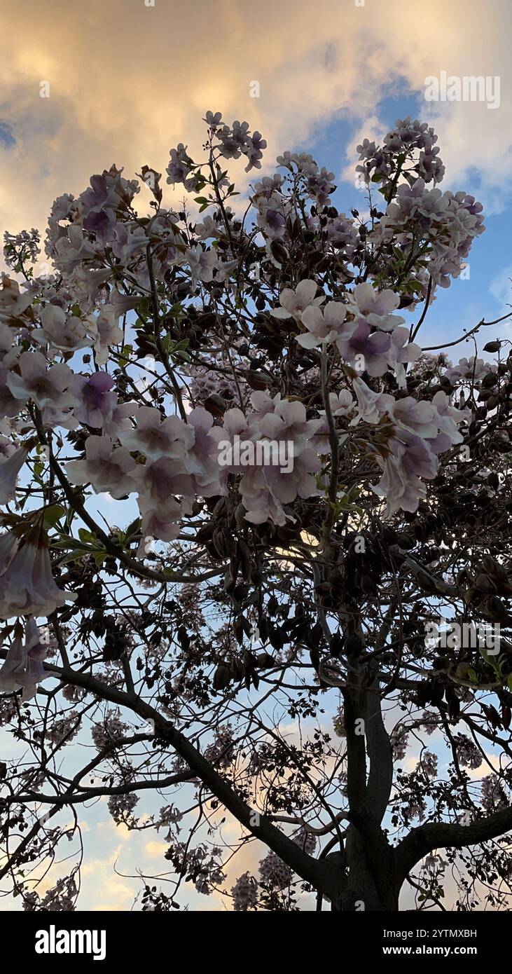 princess tree (Paulownia tomentosa Stock Photo - Alamy