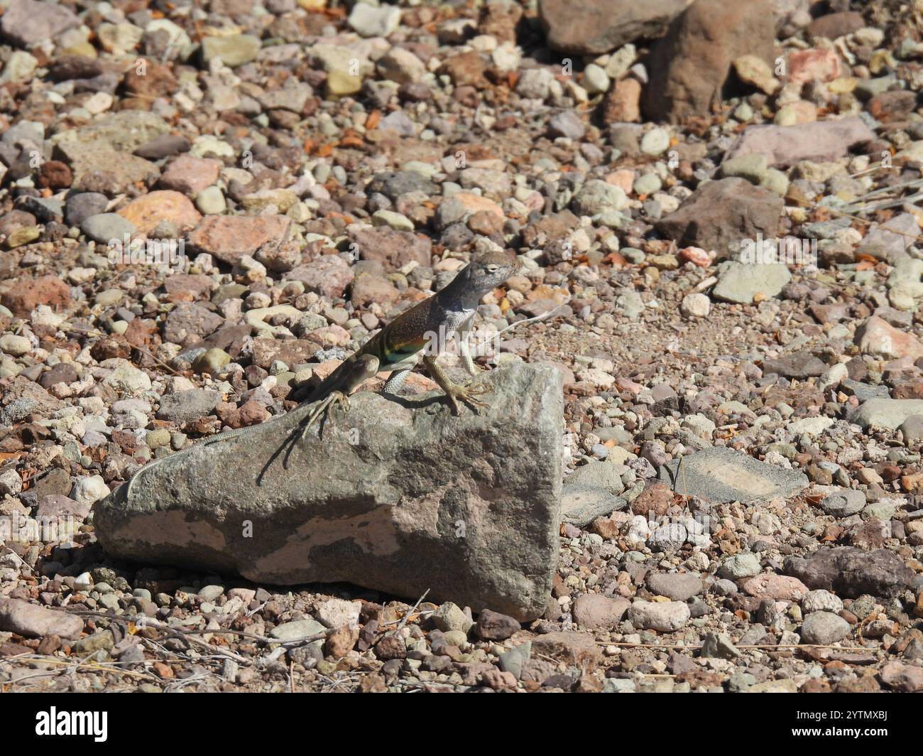 Greater Earless Lizard (Cophosaurus texanus Stock Photo - Alamy