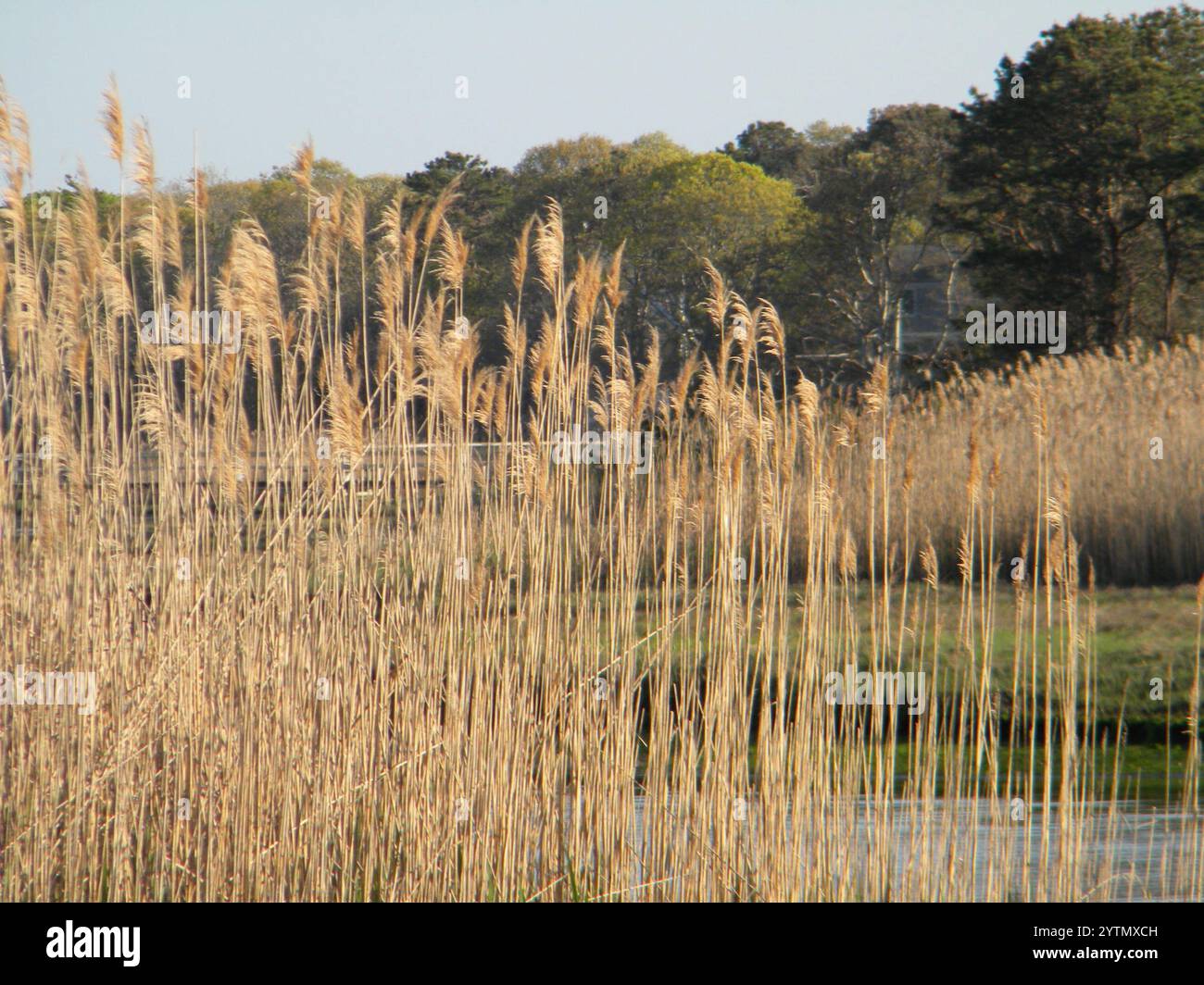 European reed (Phragmites australis australis Stock Photo - Alamy
