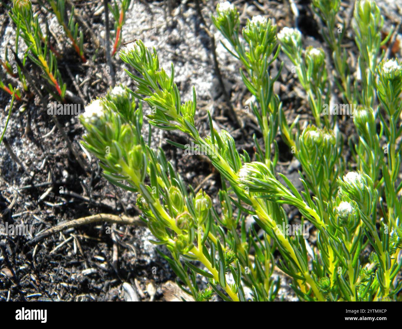 Hairy Hardleaf (Phylica imberbis Stock Photo - Alamy