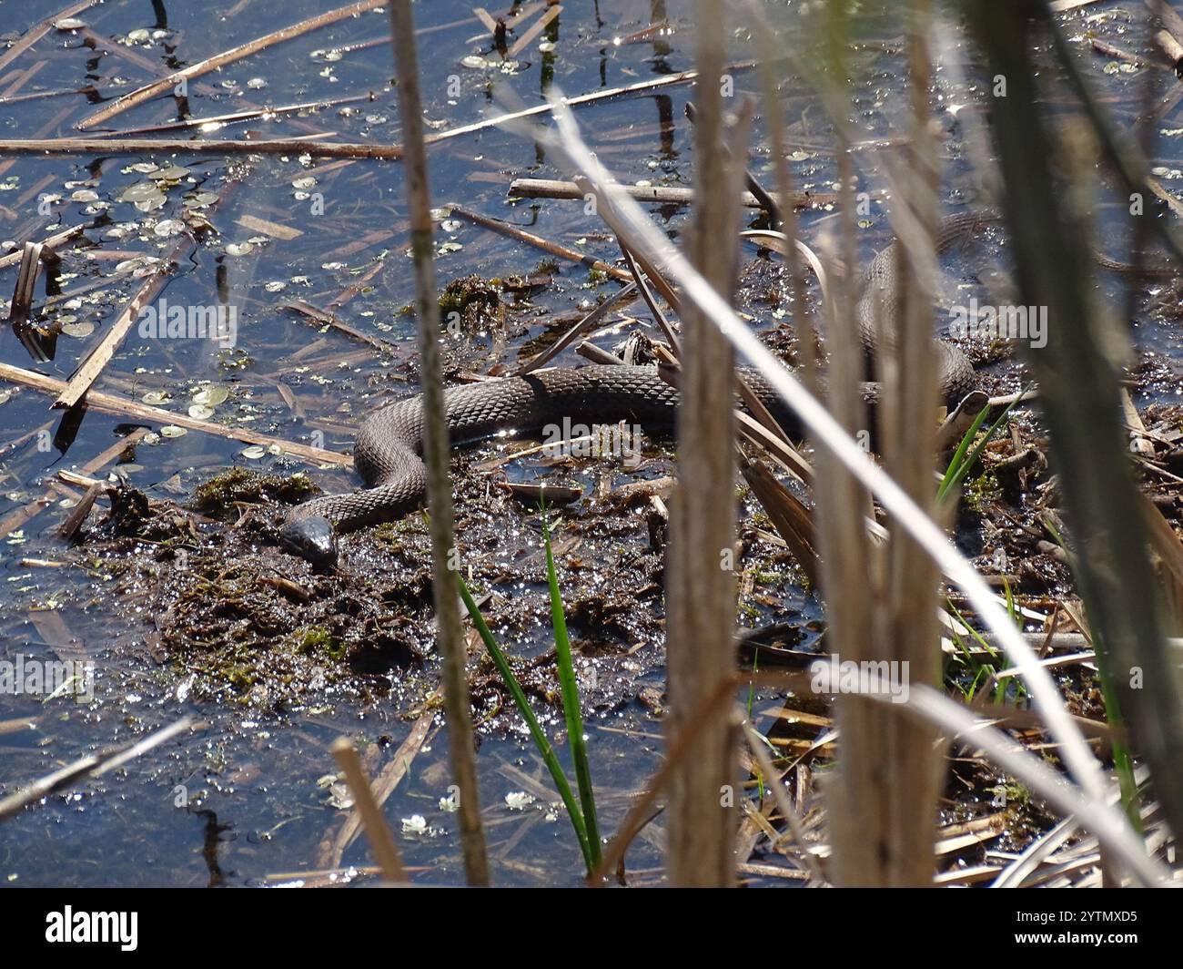 Common Watersnake (Nerodia sipedon Stock Photo - Alamy