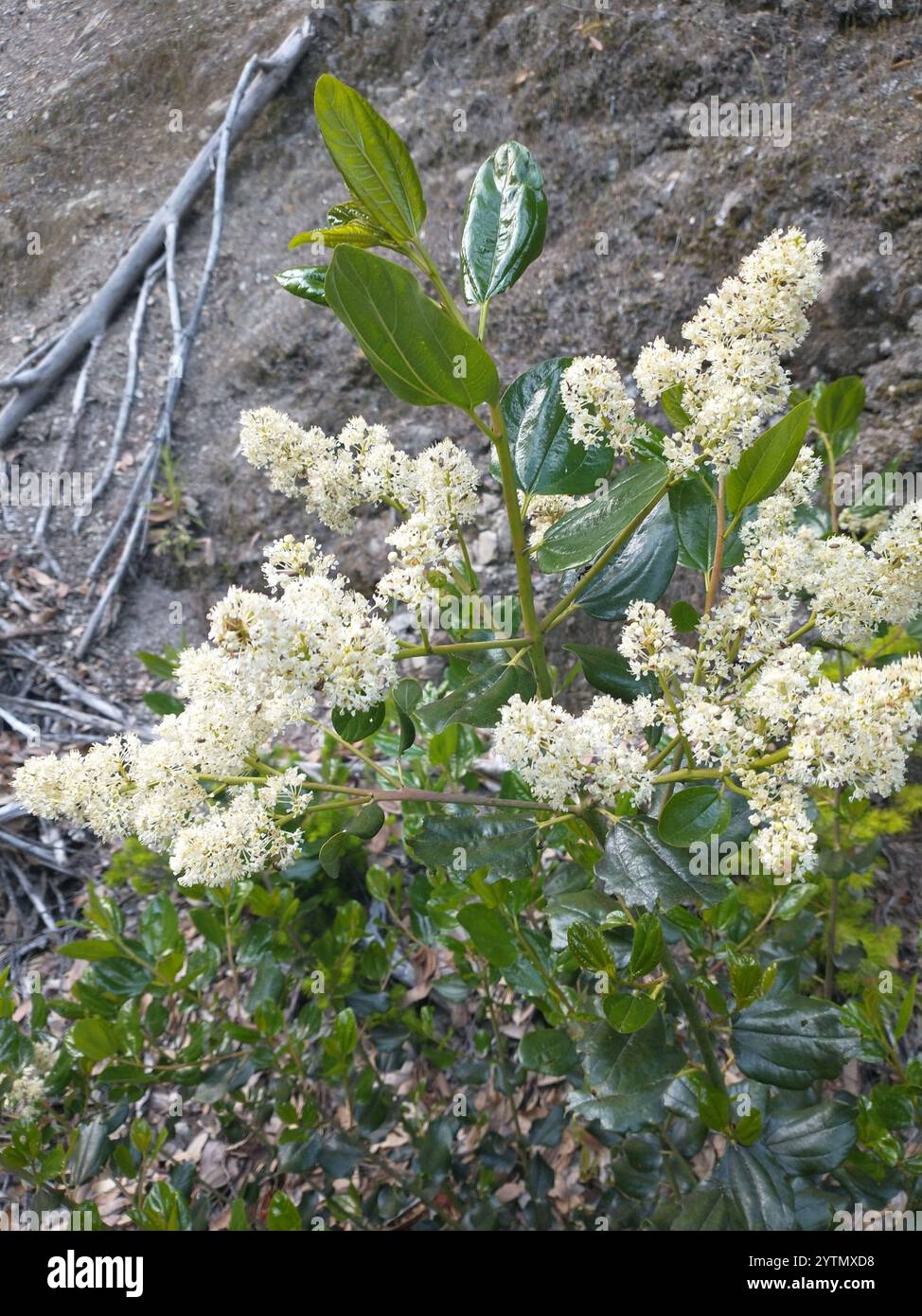 Snowbrush Ceanothus (Ceanothus velutinus Stock Photo - Alamy