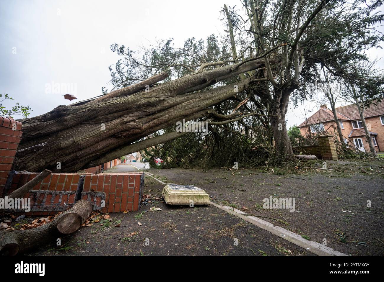 Rectory Road in Burnham-on-Sea in Somerset where a tree has fallen ...